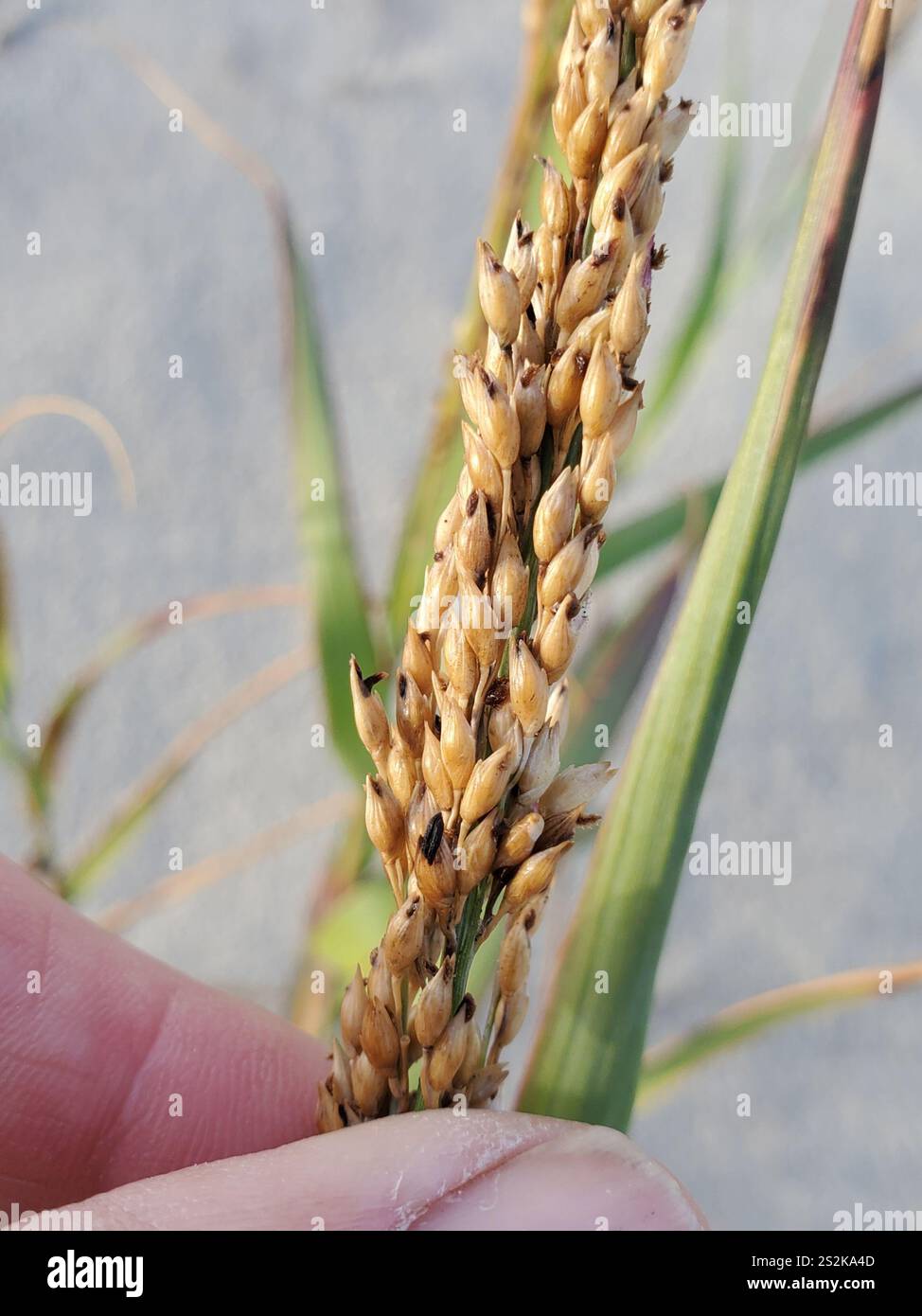 Bitter Panicgrass (Panicum amarum Stock Photo - Alamy
