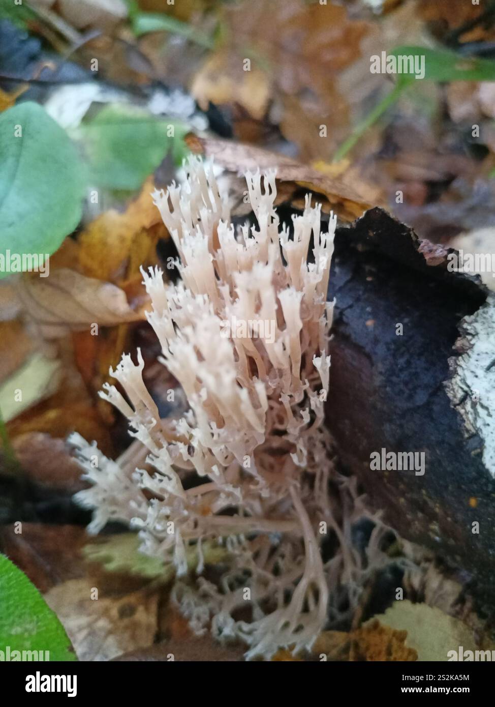 crown-tipped coral fungus (Artomyces pyxidatus Stock Photo - Alamy