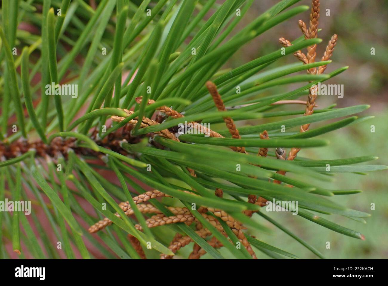 Shore Pine (Pinus contorta contorta Stock Photo - Alamy