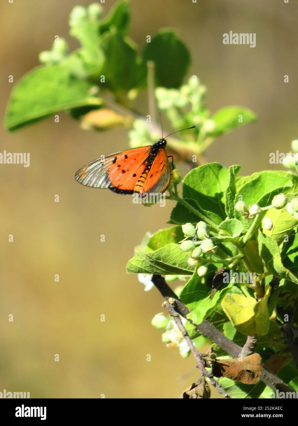 Wandering donkey hi-res stock photography and images - Alamy