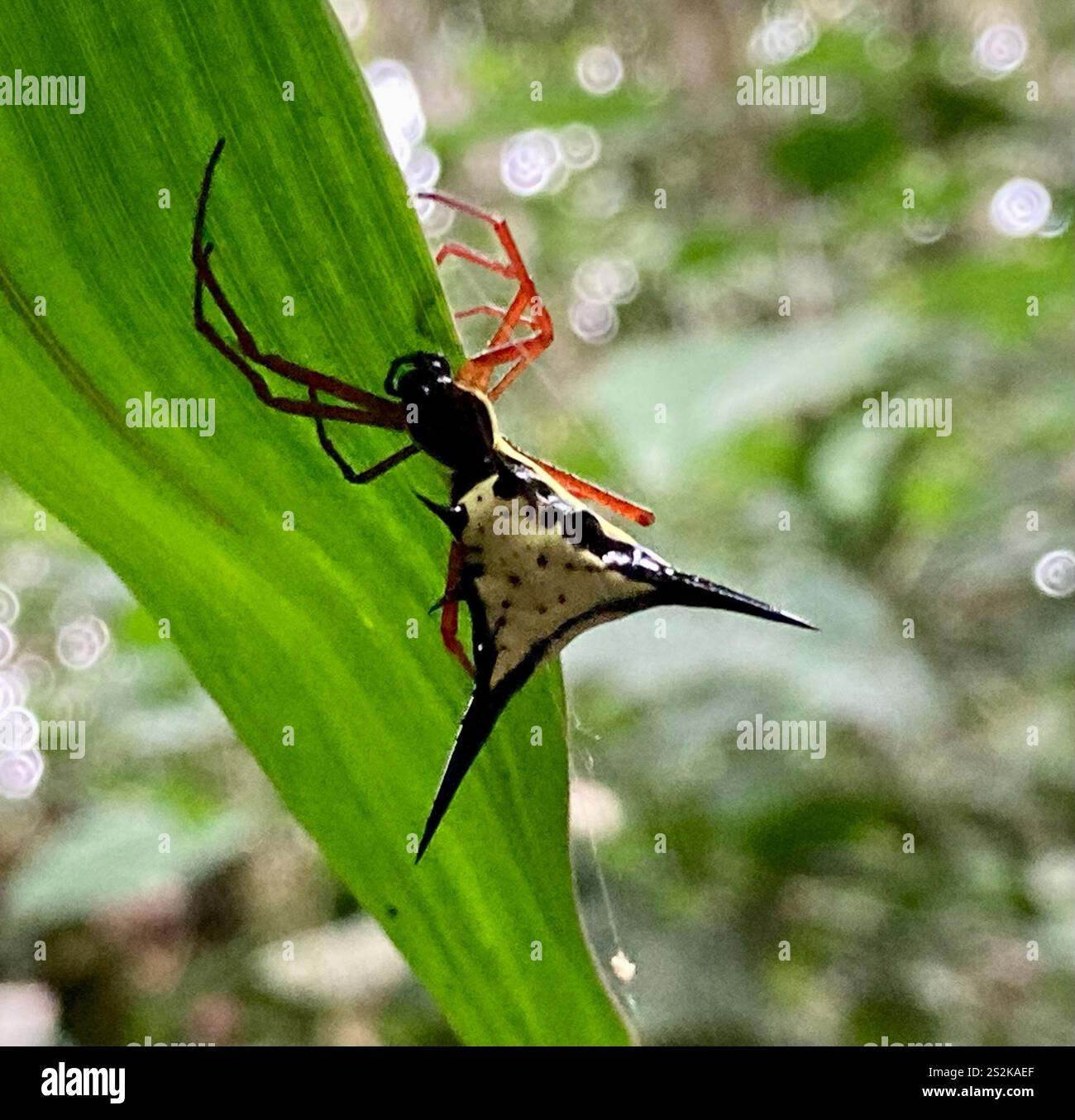 Amazon thorn spider micrathena schreibersi hi-res stock photography and ...