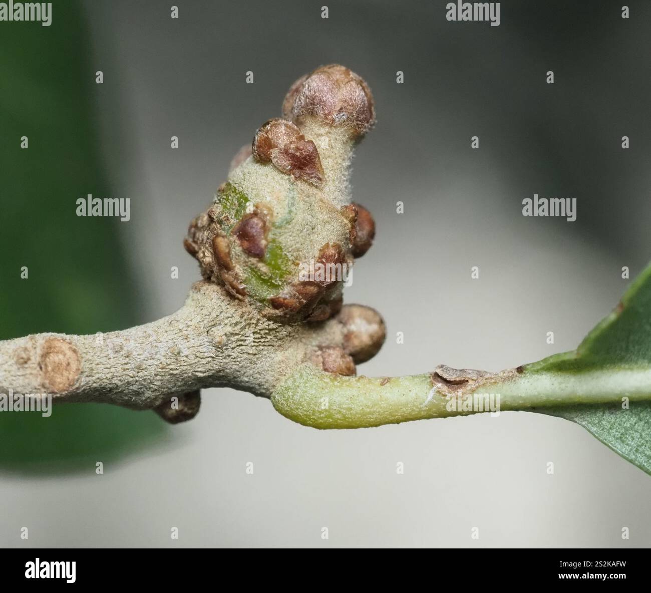Southern Live Oak Stem Gall Wasp (Callirhytis quercusbatatoides Stock ...