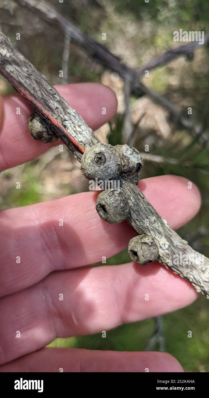 Narrow-leaved Bottlebrush (Melaleuca linearis Stock Photo - Alamy