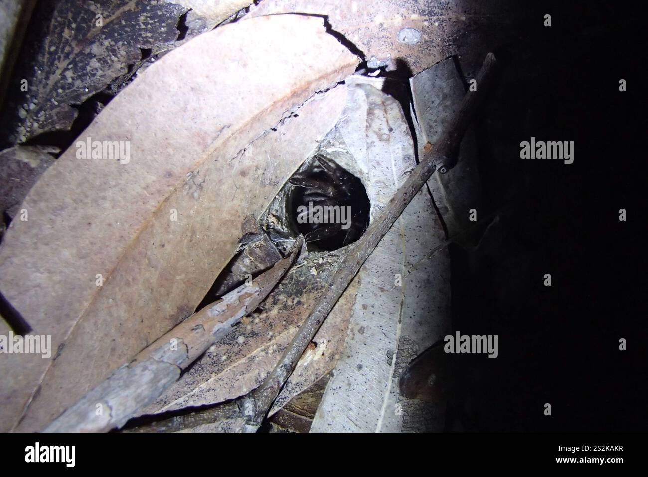Brown Trapdoor Spiders (Arbanitis Stock Photo - Alamy