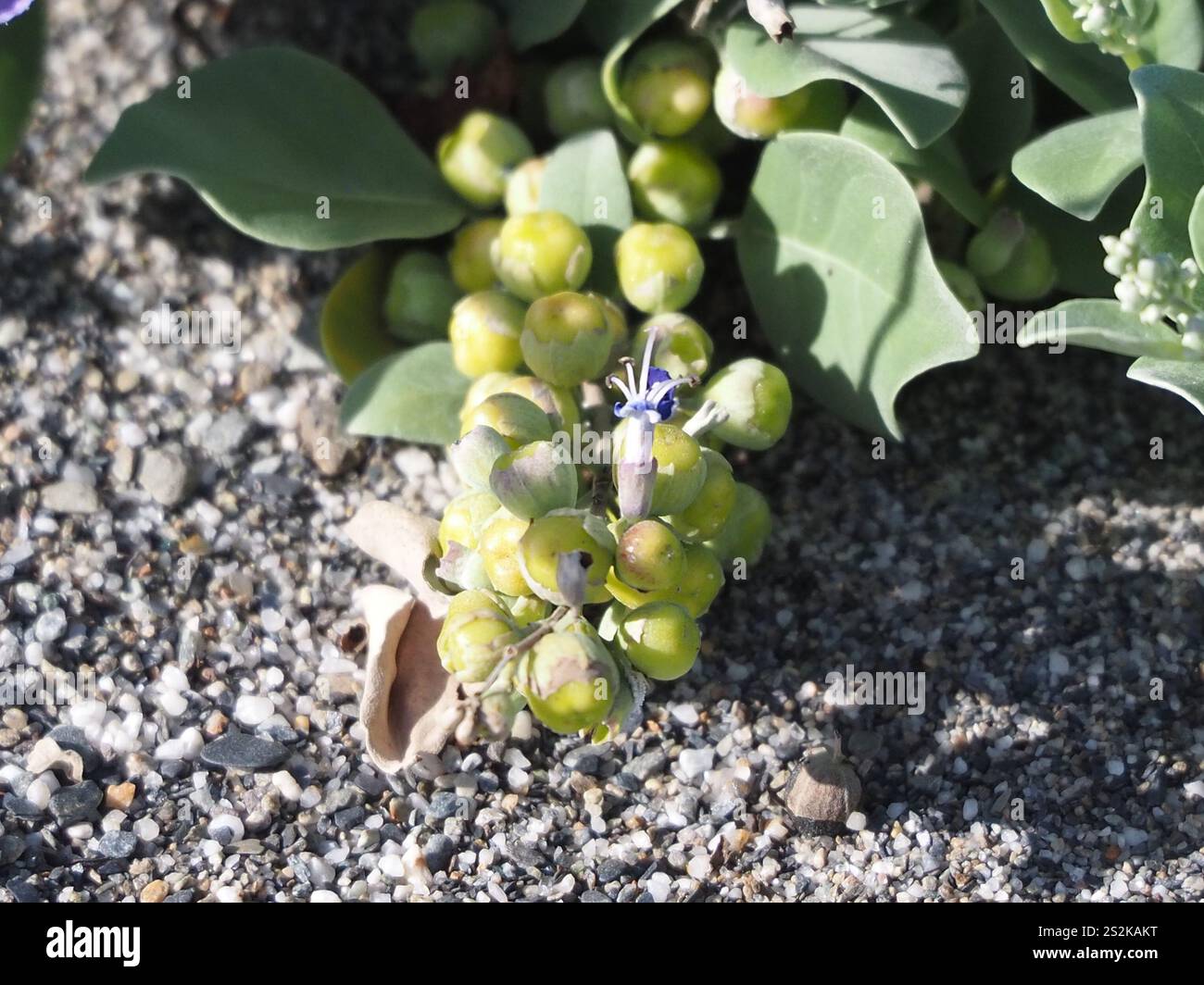 Beach Vitex (Vitex rotundifolia Stock Photo - Alamy