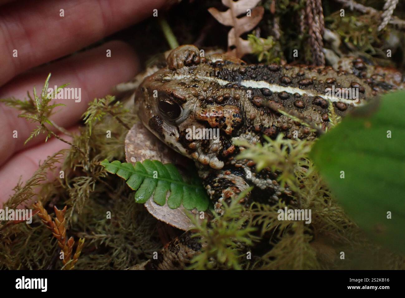 Western Toad (Anaxyrus boreas Stock Photo - Alamy
