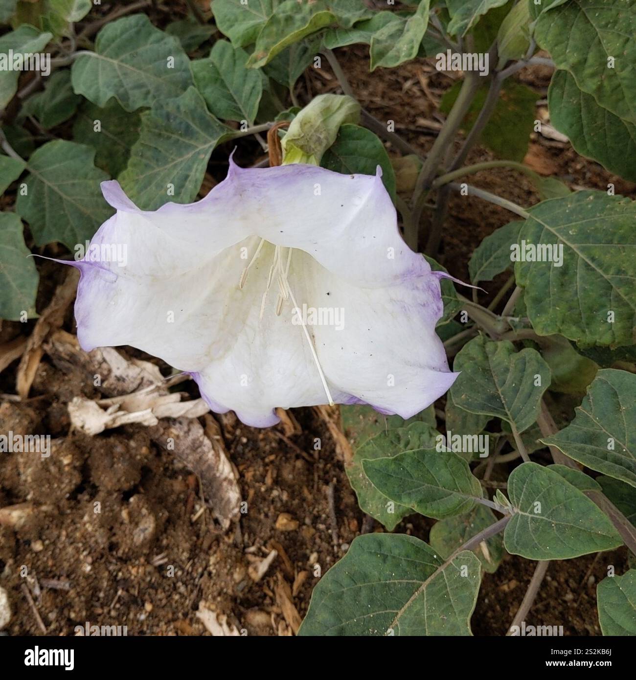 Sacred Datura (Datura wrightii Stock Photo - Alamy