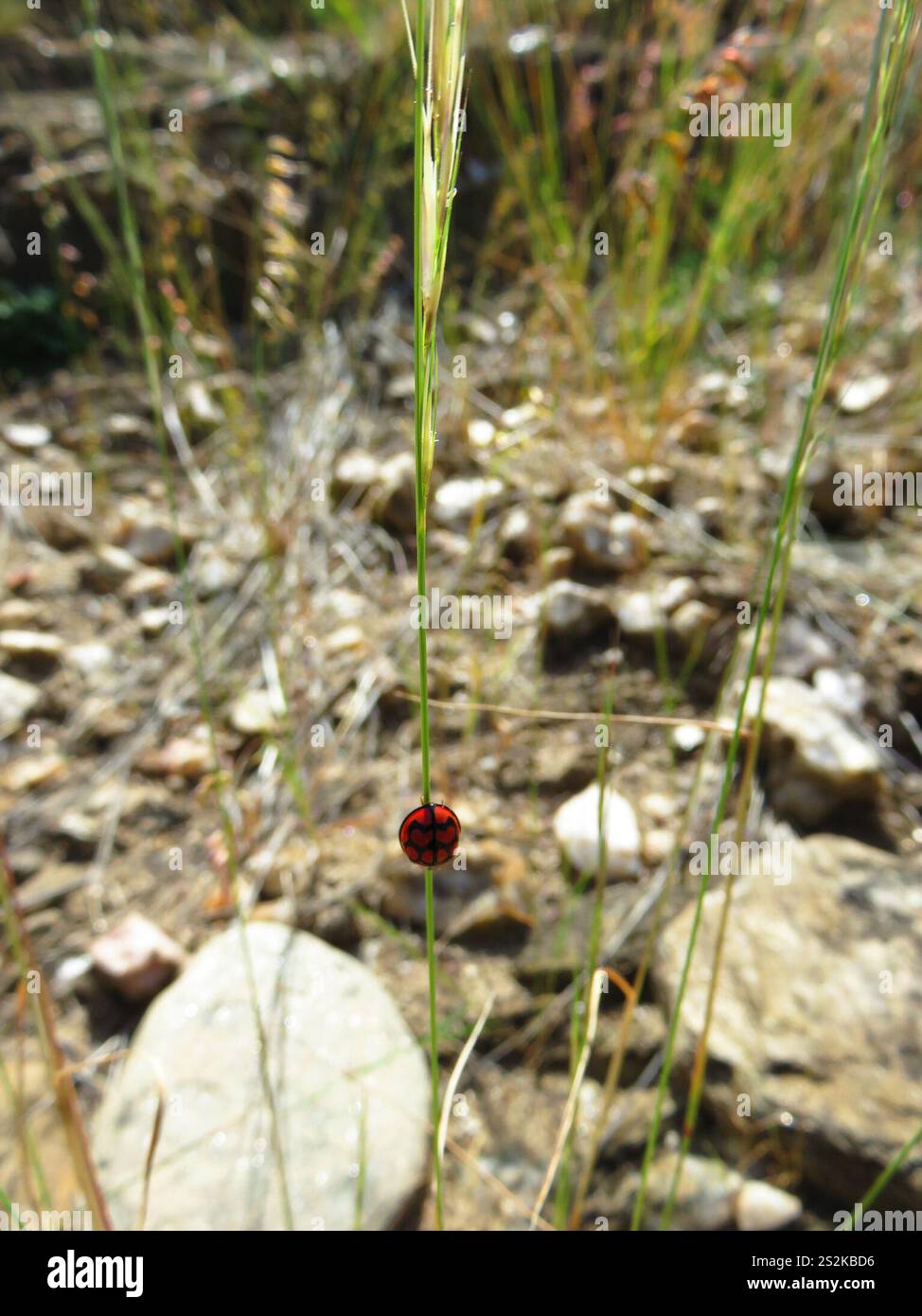 Lunate Lady Beetle (Cheilomenes lunata Stock Photo - Alamy