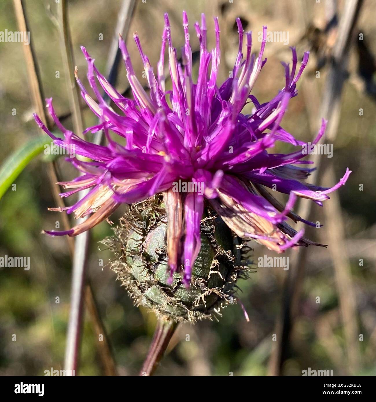 Greater Knapweed (Centaurea scabiosa Stock Photo - Alamy