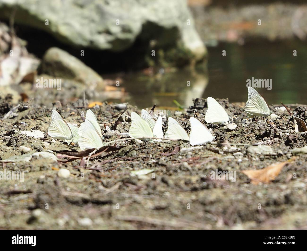 Common Albatross (Appias albina Stock Photo - Alamy