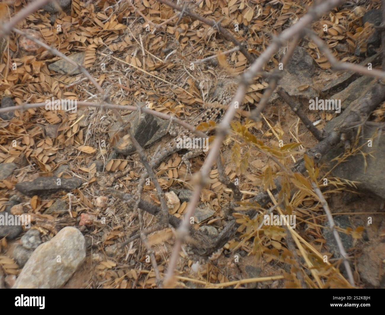 Bahia Blanca Smooth-throated Lizard (Liolaemus darwinii Stock Photo - Alamy