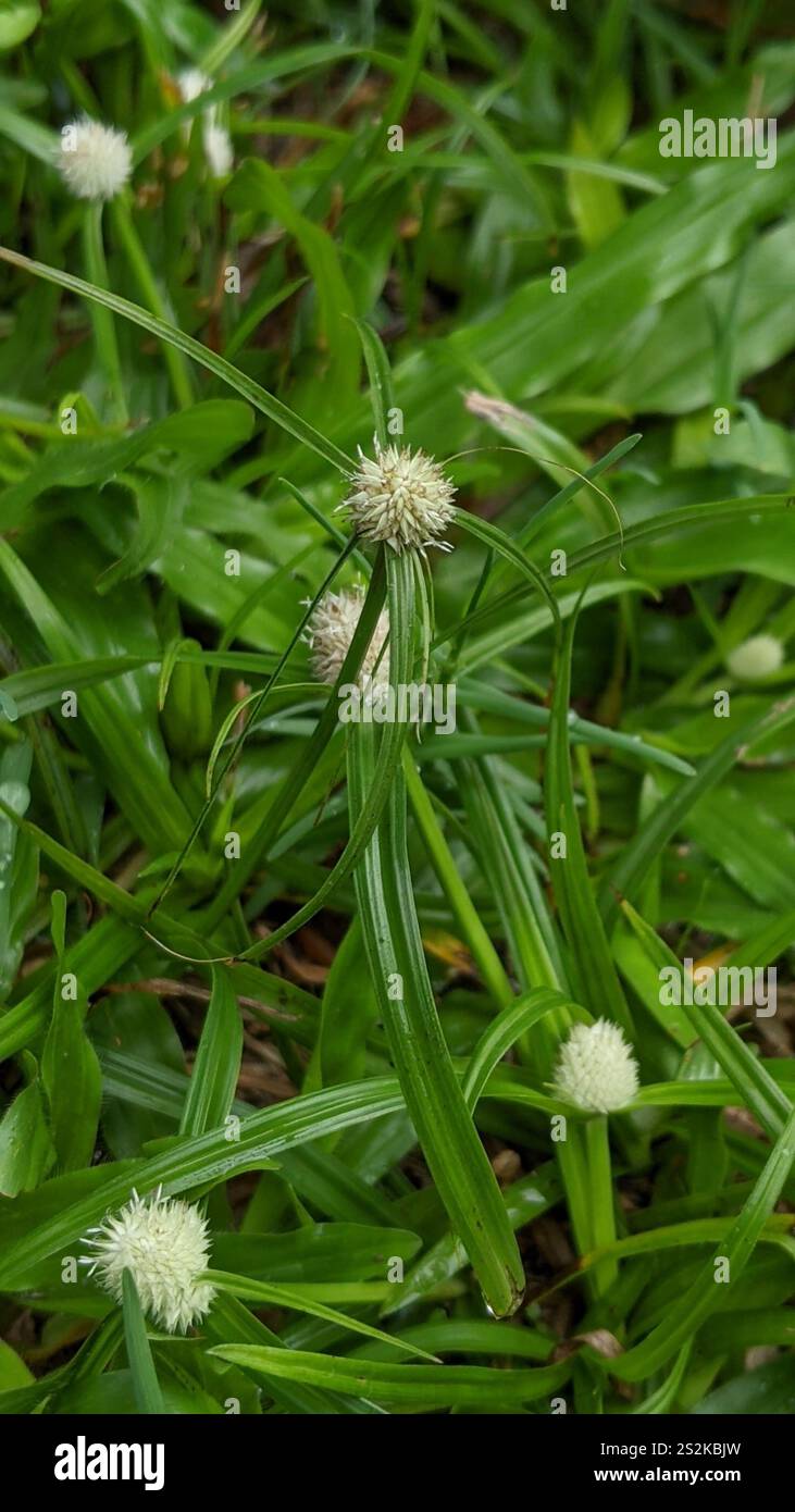 whitehead spikesedge (Cyperus mindorensis Stock Photo - Alamy