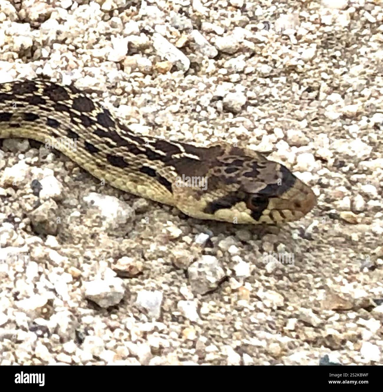 Pacific Gopher Snake (Pituophis catenifer catenifer Stock Photo - Alamy