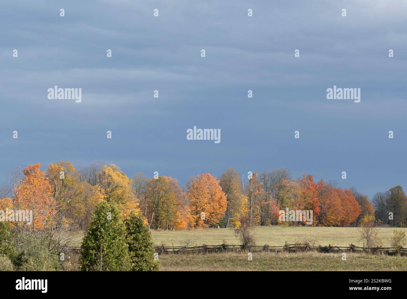 Autumn deciduous trees in full colour in Ontario Stock Photo - Alamy
