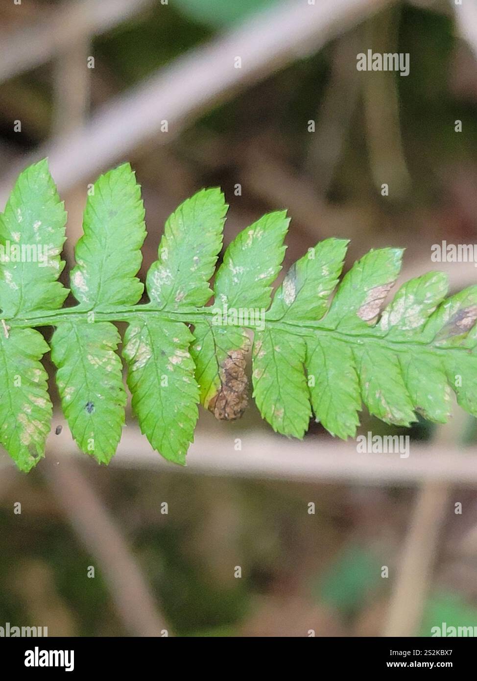 lady fern (Athyrium filix-femina Stock Photo - Alamy