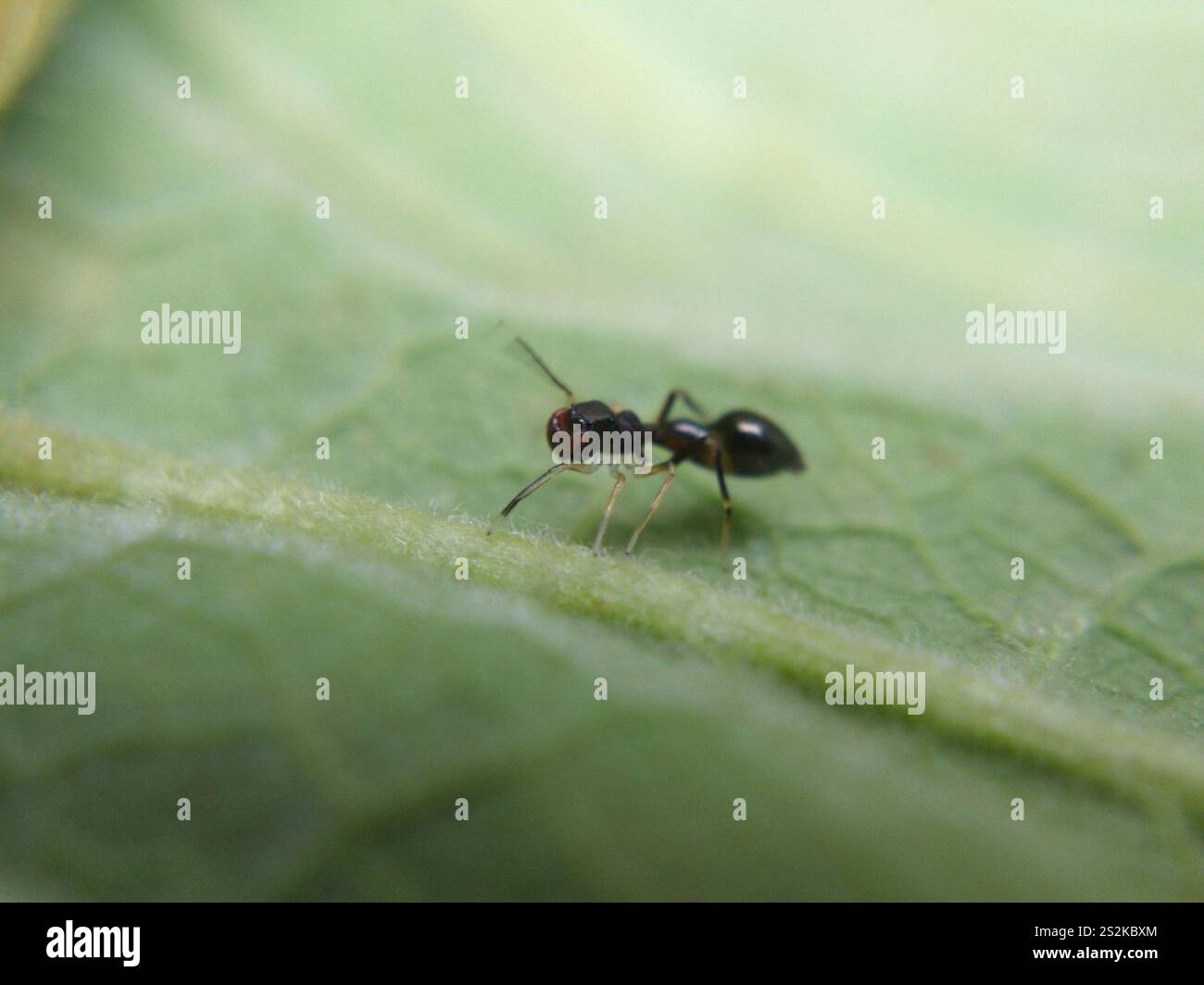 Slender Ant-mimic Jumping Spider (Synemosyna formica Stock Photo - Alamy