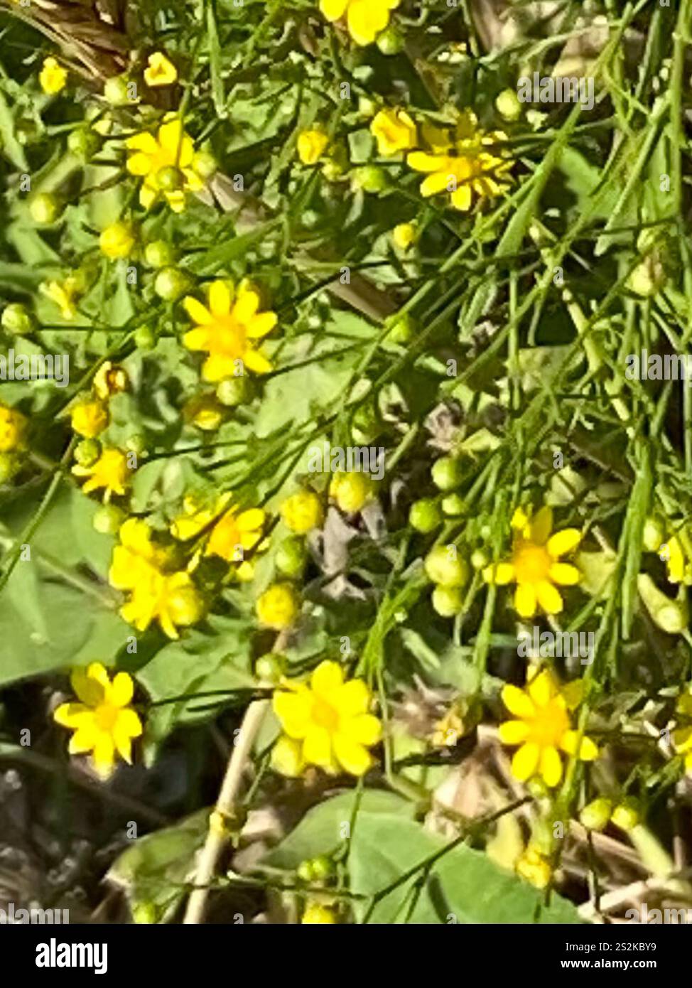 prairie broomweed (Amphiachyris dracunculoides Stock Photo - Alamy