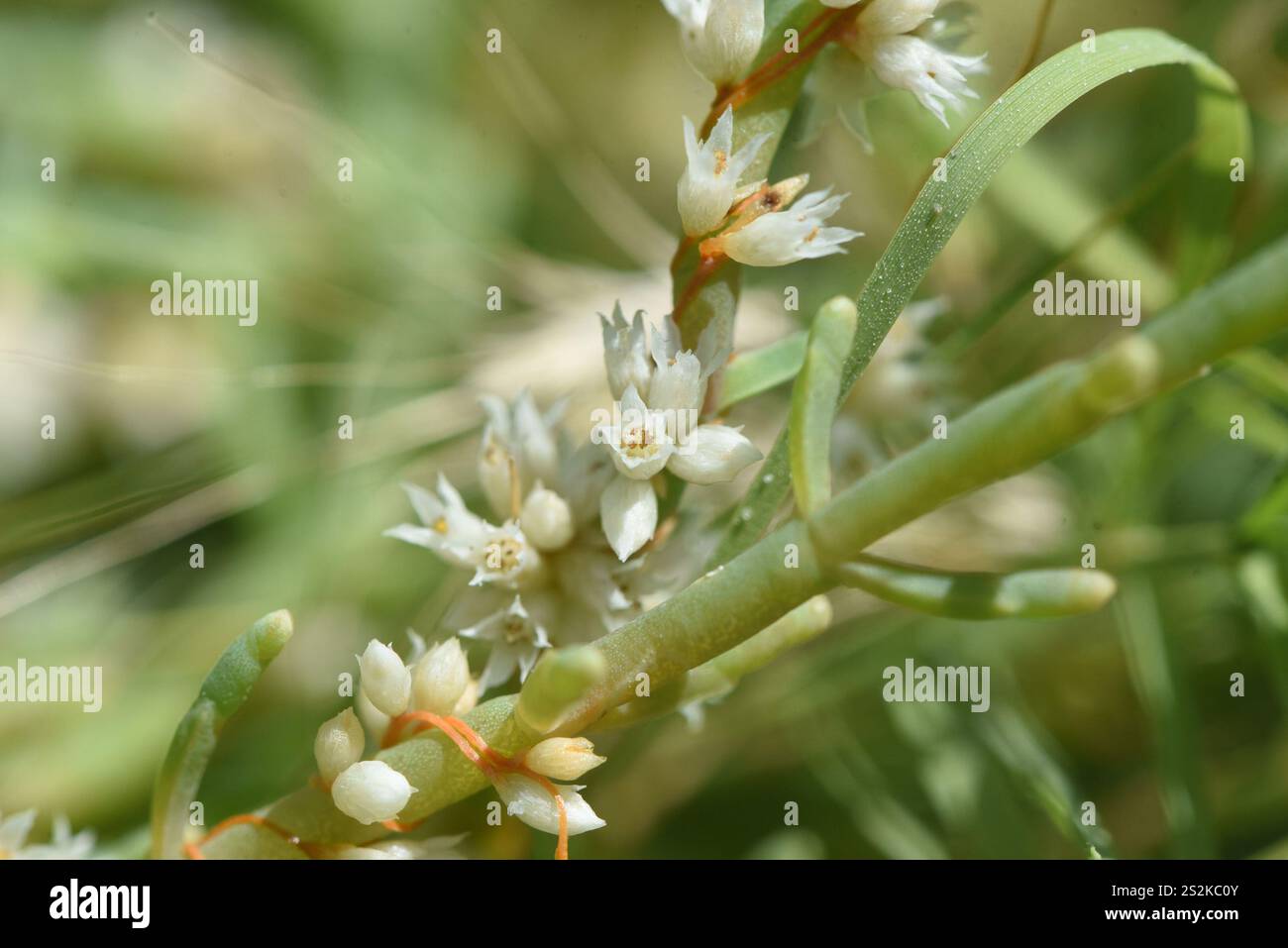 Cuscuta pacifica hi-res stock photography and images - Alamy