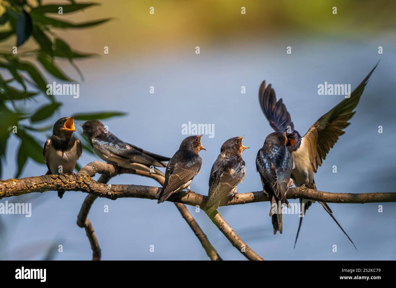 barn swallow brought insects in her beak to her sitting chicks on a ...