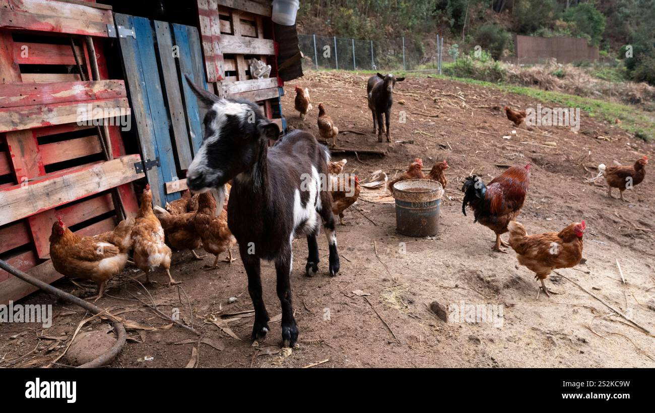 Farmyard scene with a goat and free-range chickens near a wooden ...