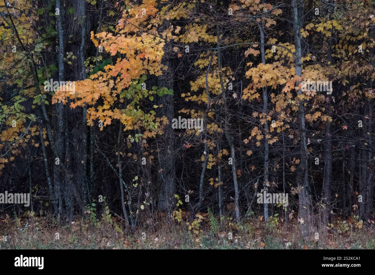 Autumn deciduous trees in full colour in Ontario Stock Photo - Alamy