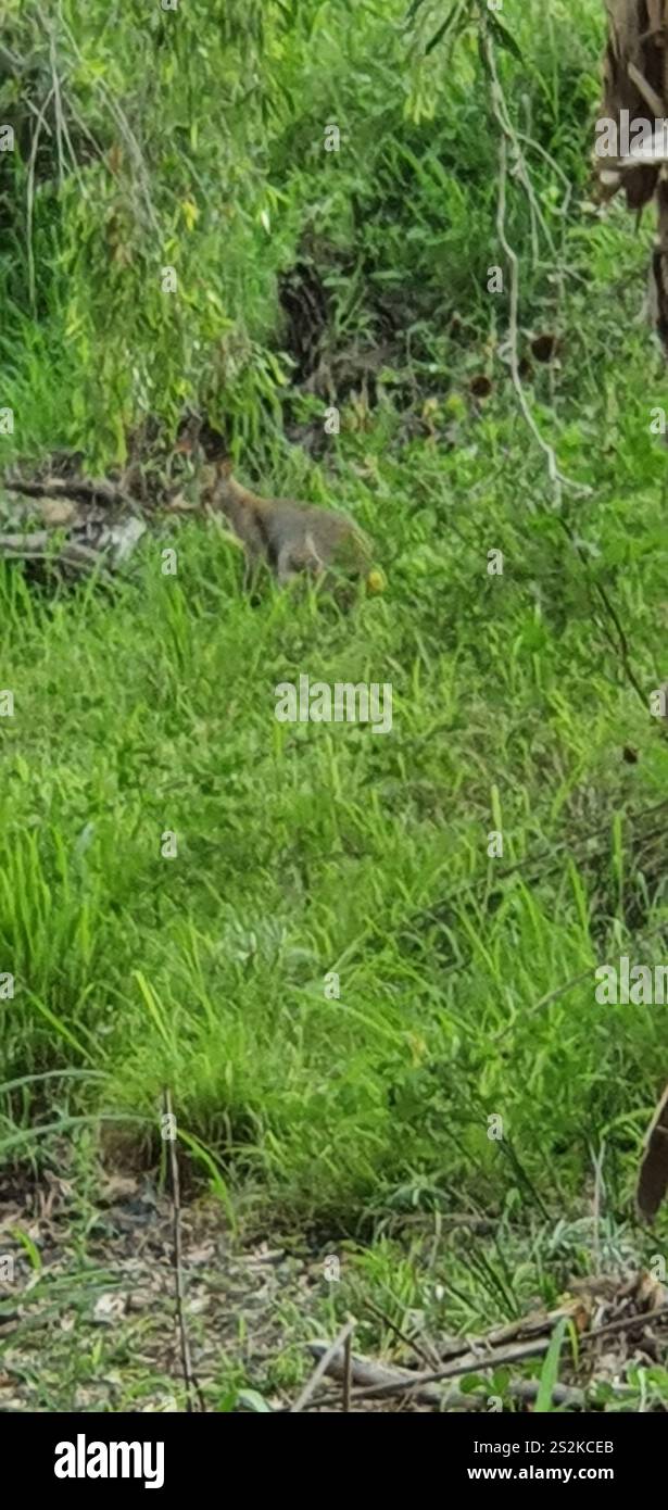Agile Wallaby (Notamacropus agilis Stock Photo - Alamy
