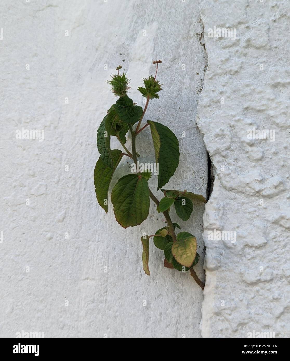 Field Copperleaf (Acalypha arvensis Stock Photo - Alamy