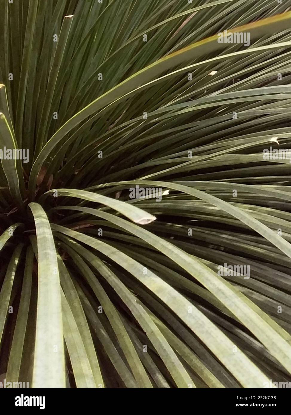 tufted grass-tree (Xanthorrhoea semiplana Stock Photo - Alamy