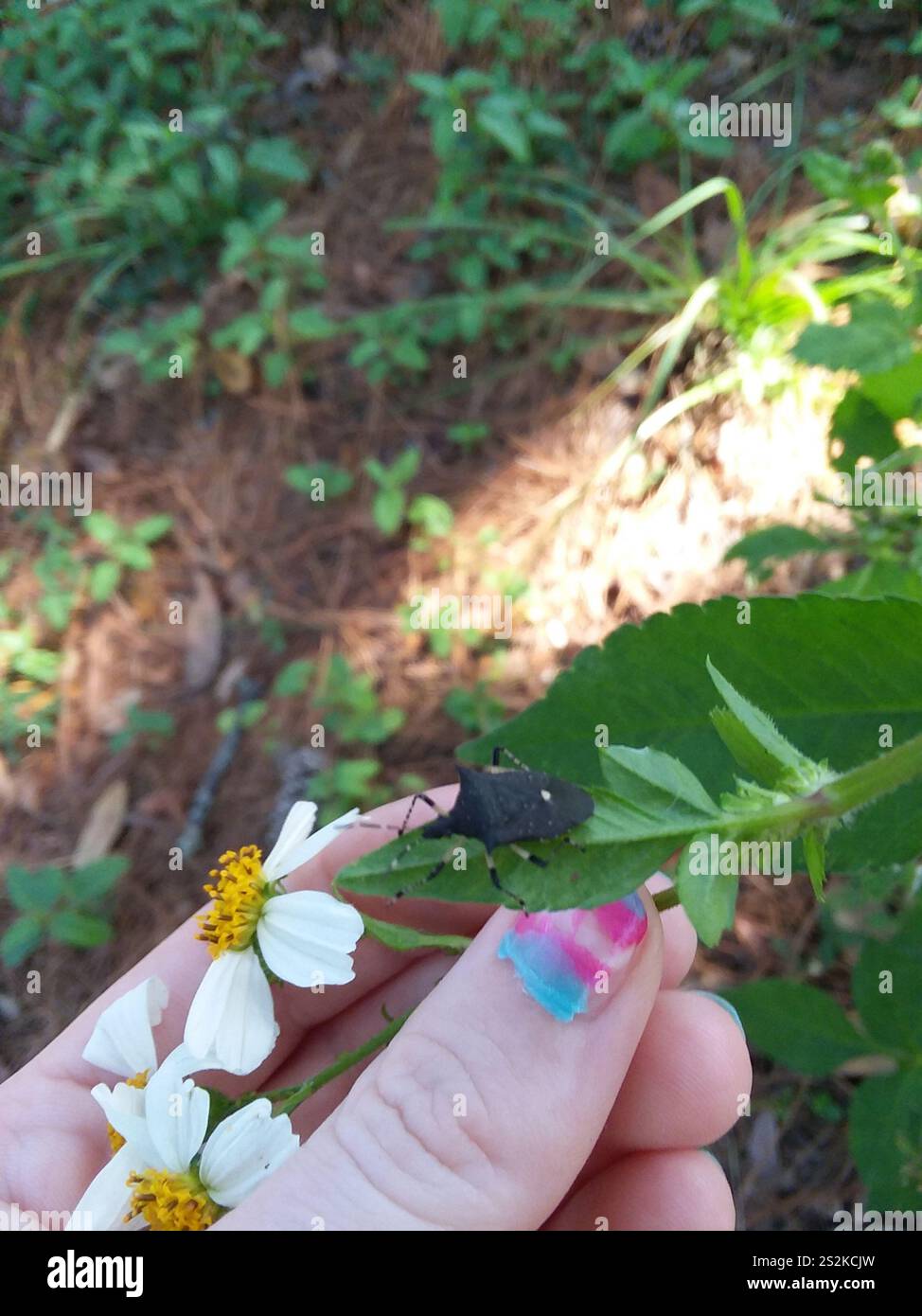 Black Stink Bug (Proxys punctulatus Stock Photo - Alamy