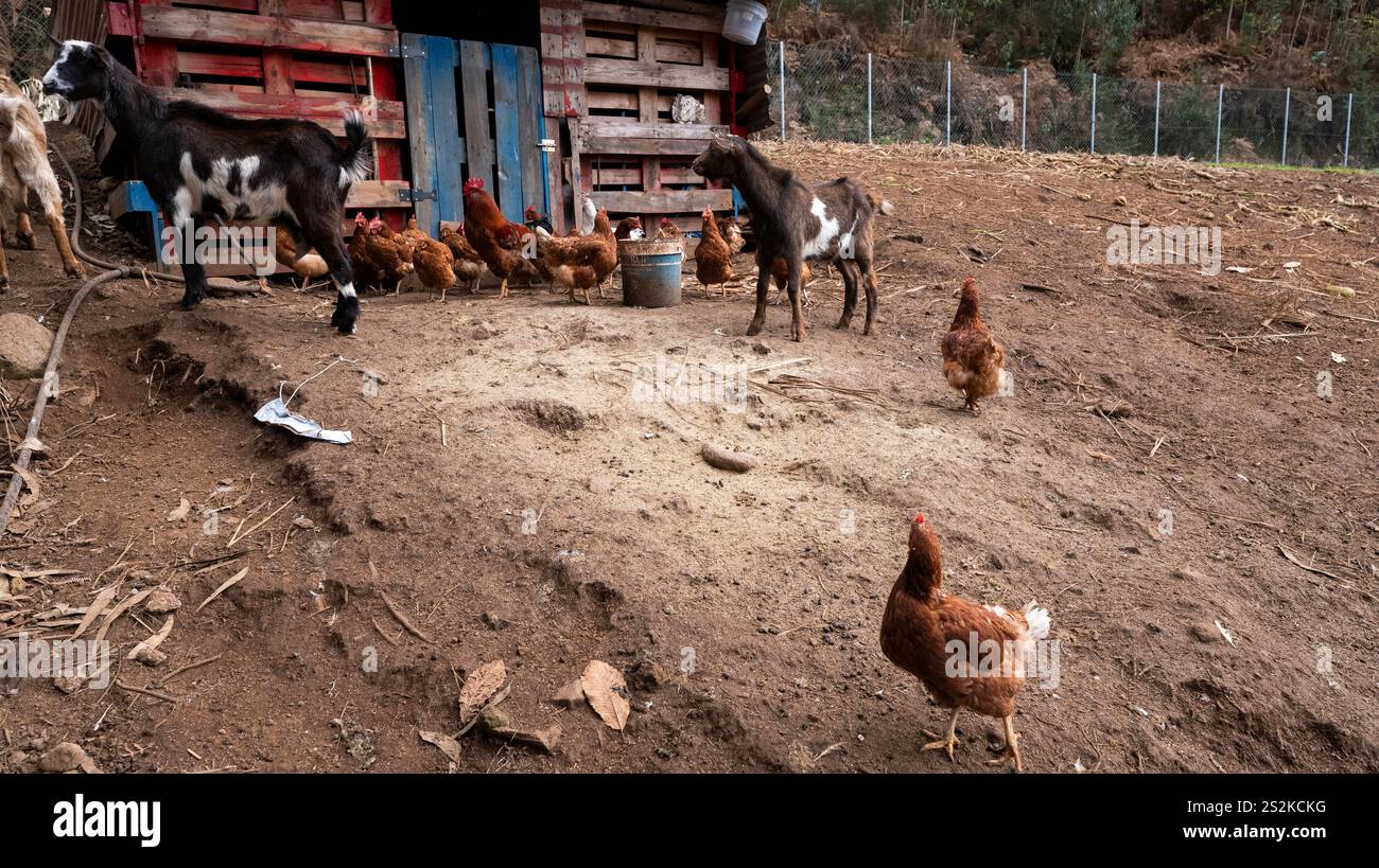 A rural farmyard scene with chickens and goats roaming freely near a ...