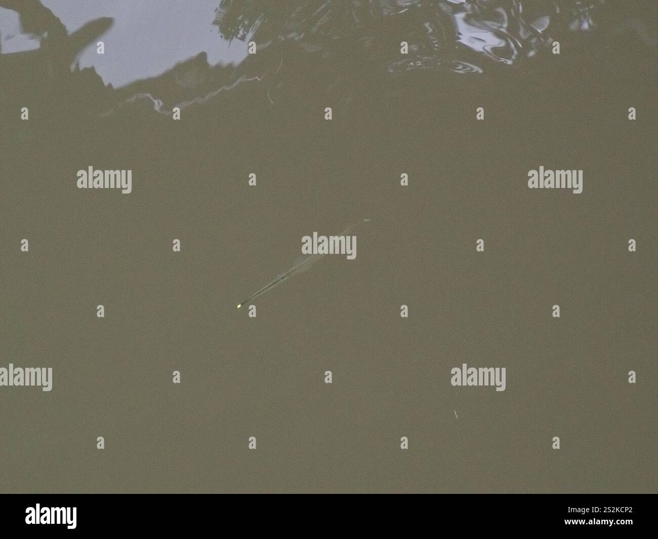 Northern River Garfish (Zenarchopterus buffonis Stock Photo - Alamy