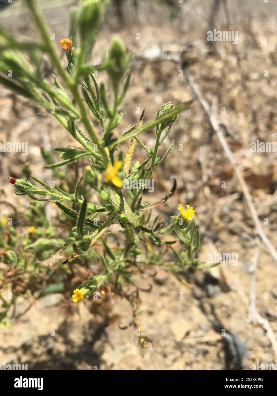 Stinkwort (Dittrichia graveolens Stock Photo - Alamy