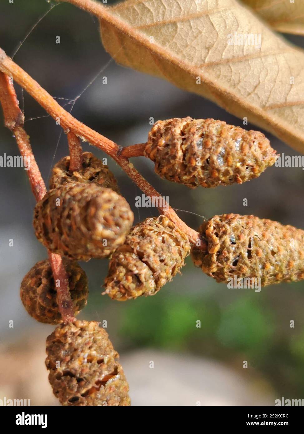 white alder (Alnus rhombifolia Stock Photo - Alamy
