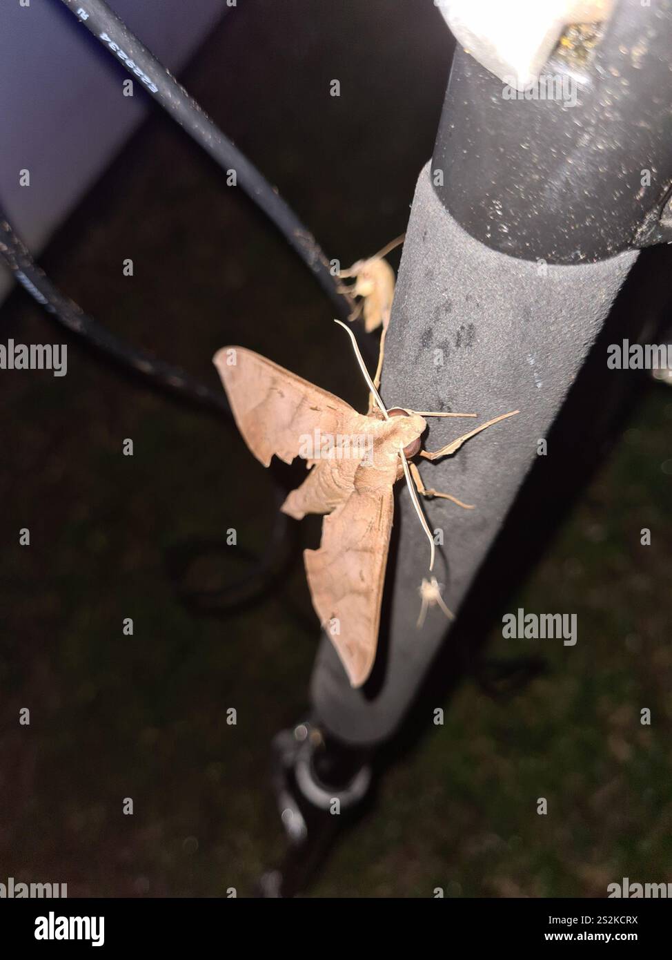 Sphinx Moths (Sphingidae Stock Photo - Alamy