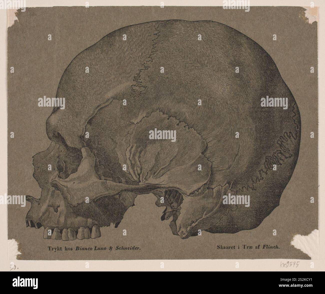 Kranium hi-res stock photography and images - Alamy