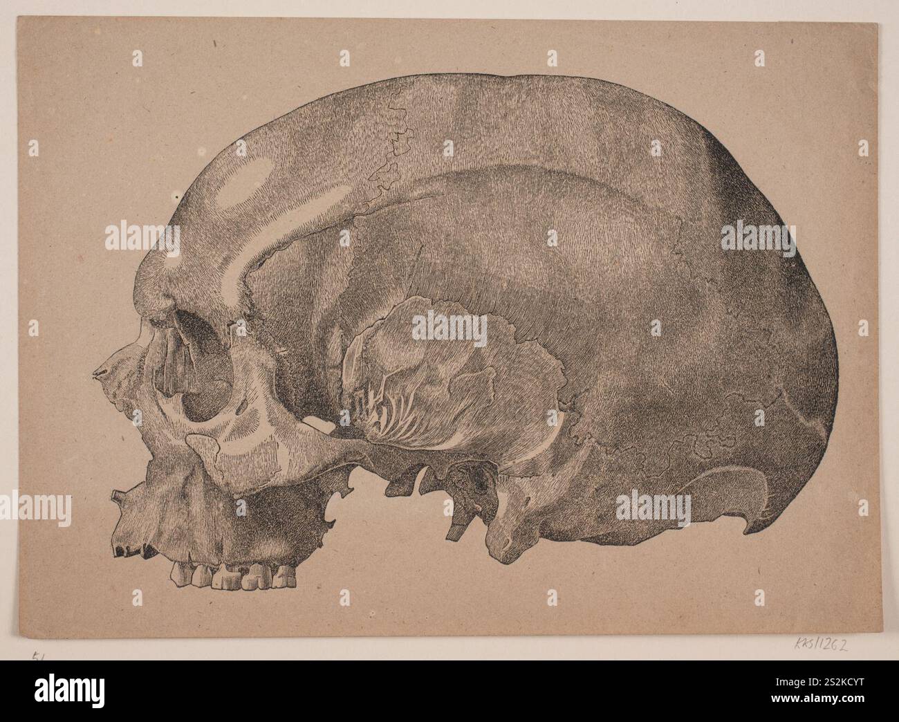 Kranium hi-res stock photography and images - Alamy