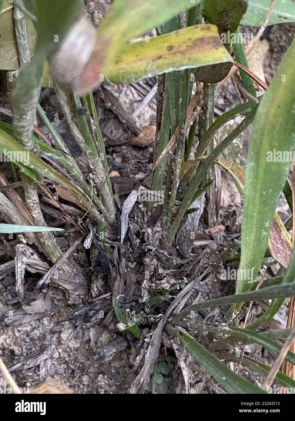 Pineland Silkgrass (Pityopsis aspera Stock Photo - Alamy