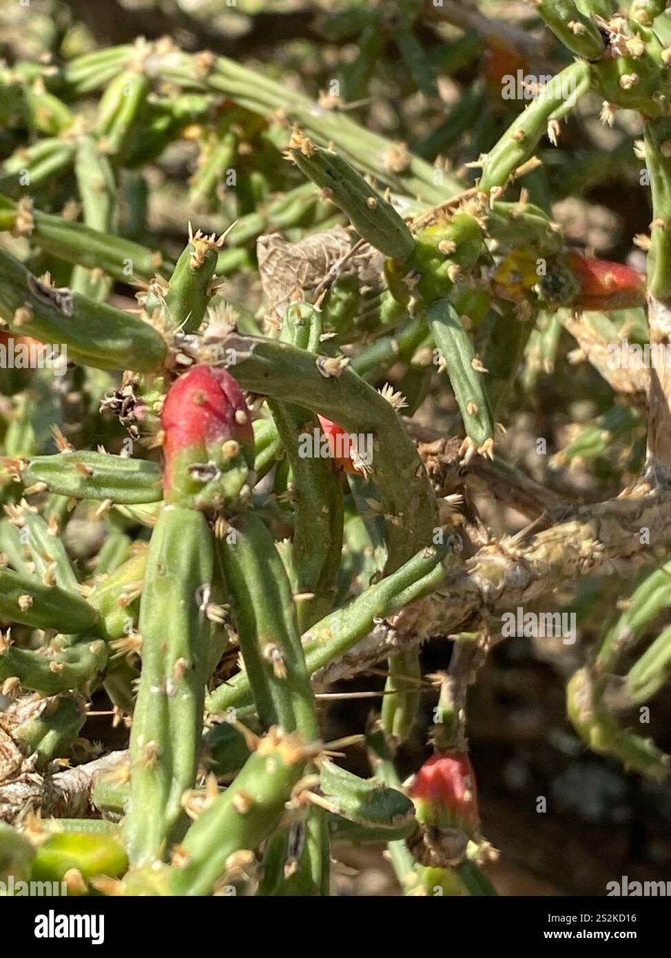 Christmas cholla (Cylindropuntia leptocaulis Stock Photo - Alamy