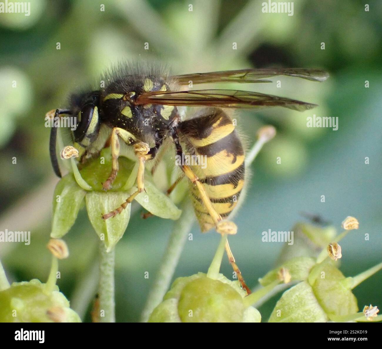 Common European Yellowjacket (Vespula vulgaris Stock Photo - Alamy