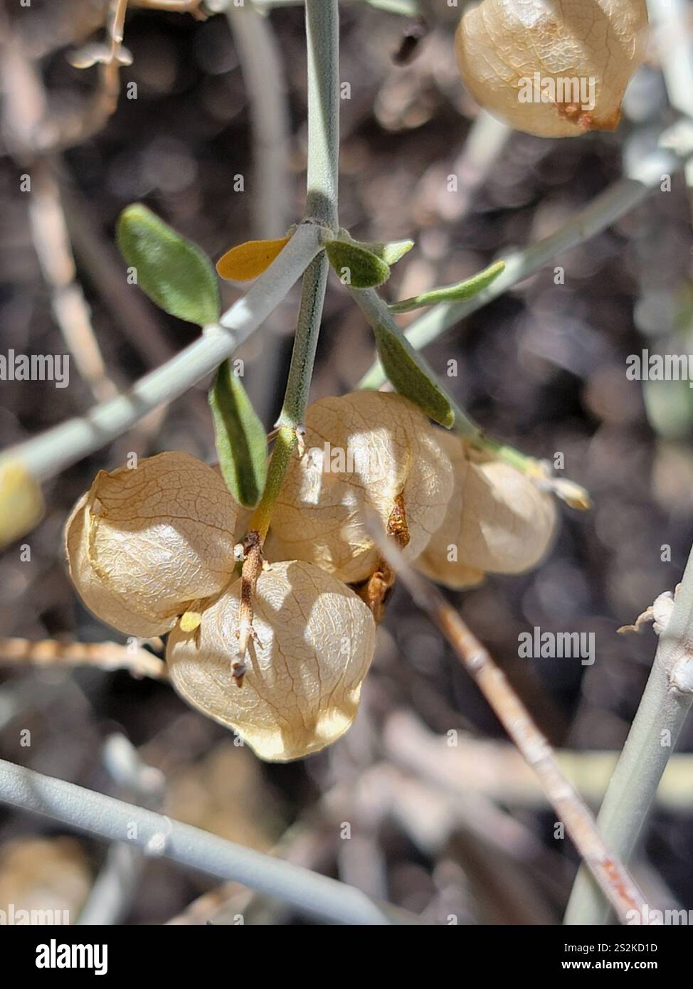 Paperbag Bush (Scutellaria mexicana Stock Photo - Alamy
