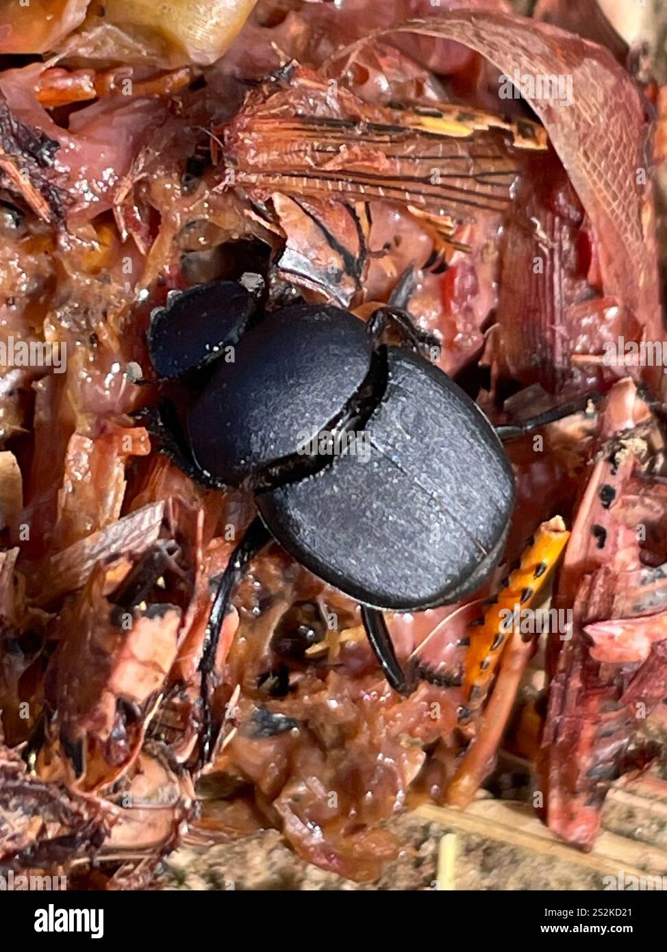 Dung Rollers (Canthon Stock Photo - Alamy