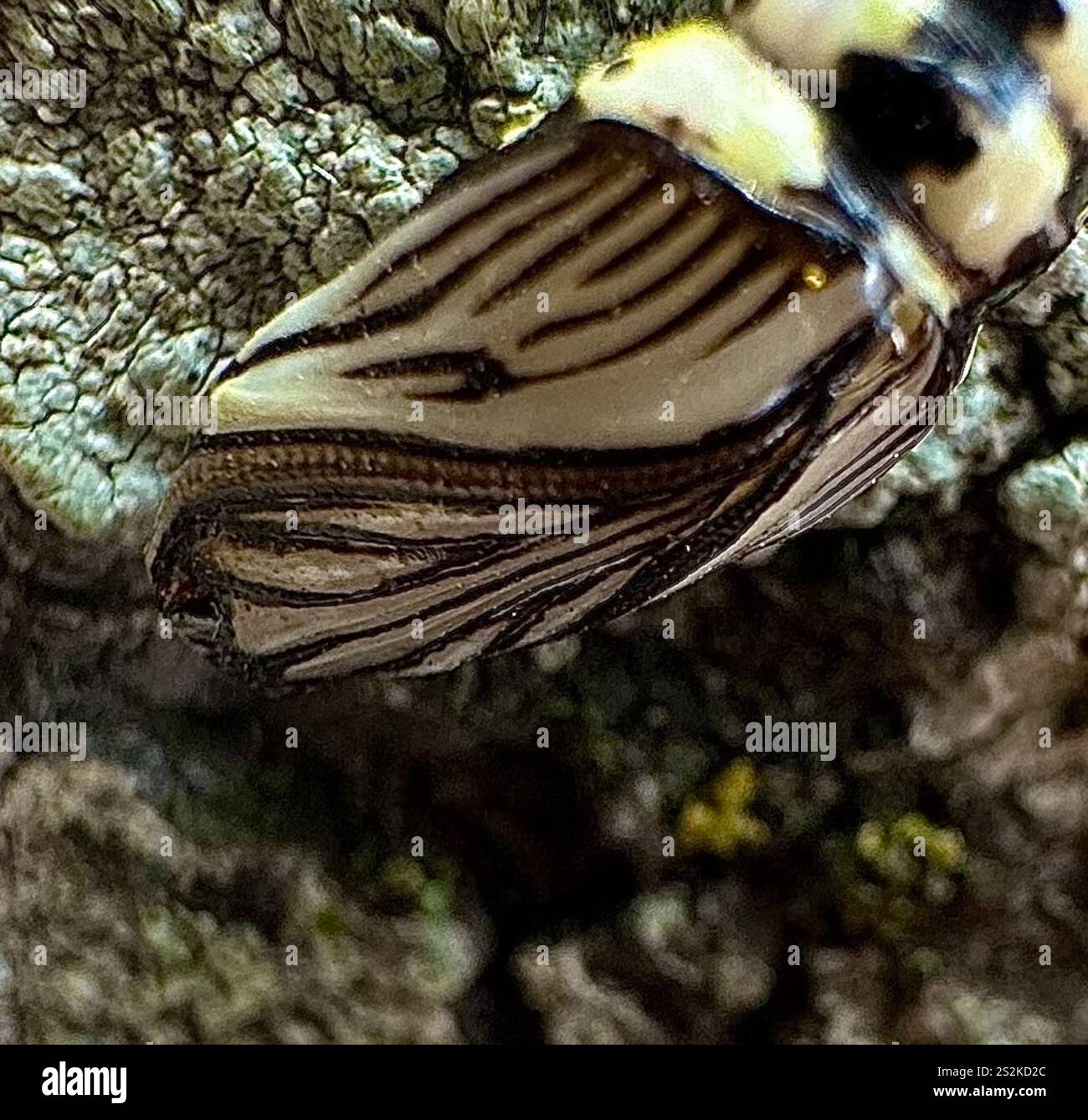 California Oak Moth (Phryganidia californica Stock Photo - Alamy