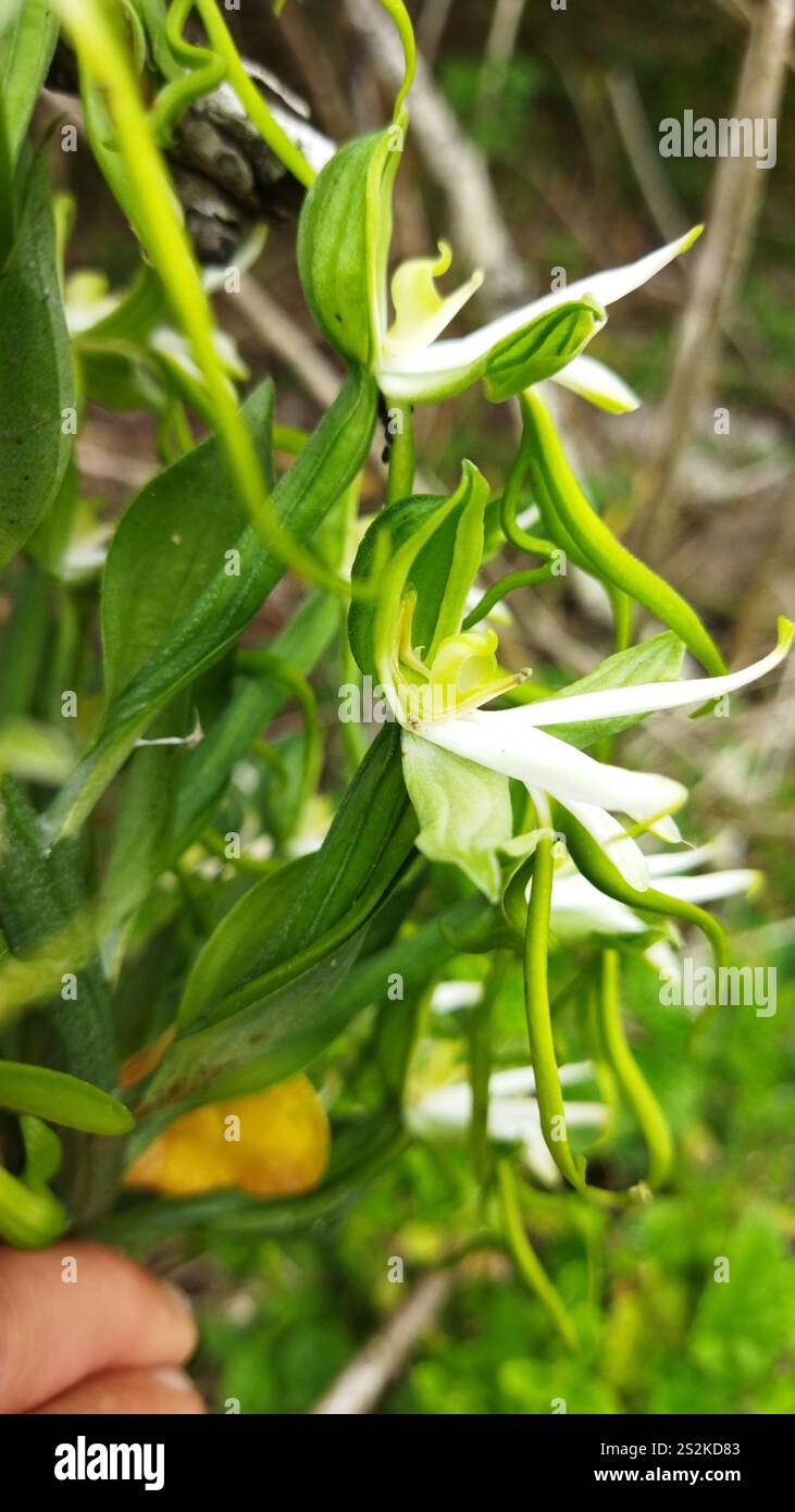 Green Woodorchid (Bonatea speciosa Stock Photo - Alamy