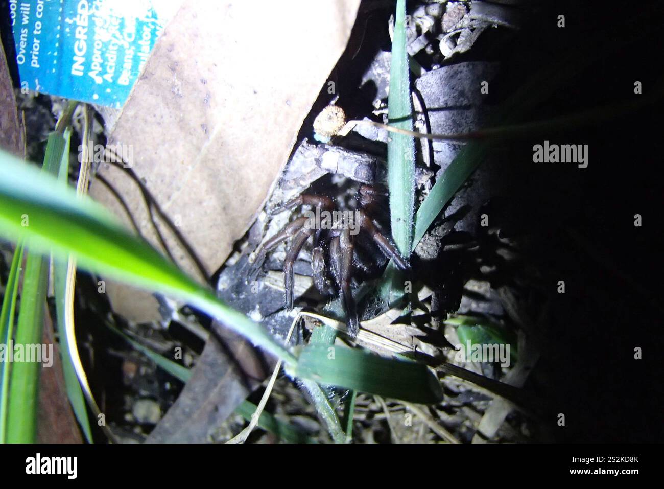 Brown Trapdoor Spiders (Arbanitis Stock Photo - Alamy