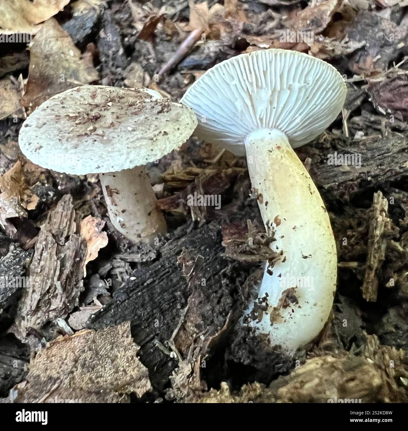 Oakbug Milkcap (Lactarius quietus Stock Photo - Alamy