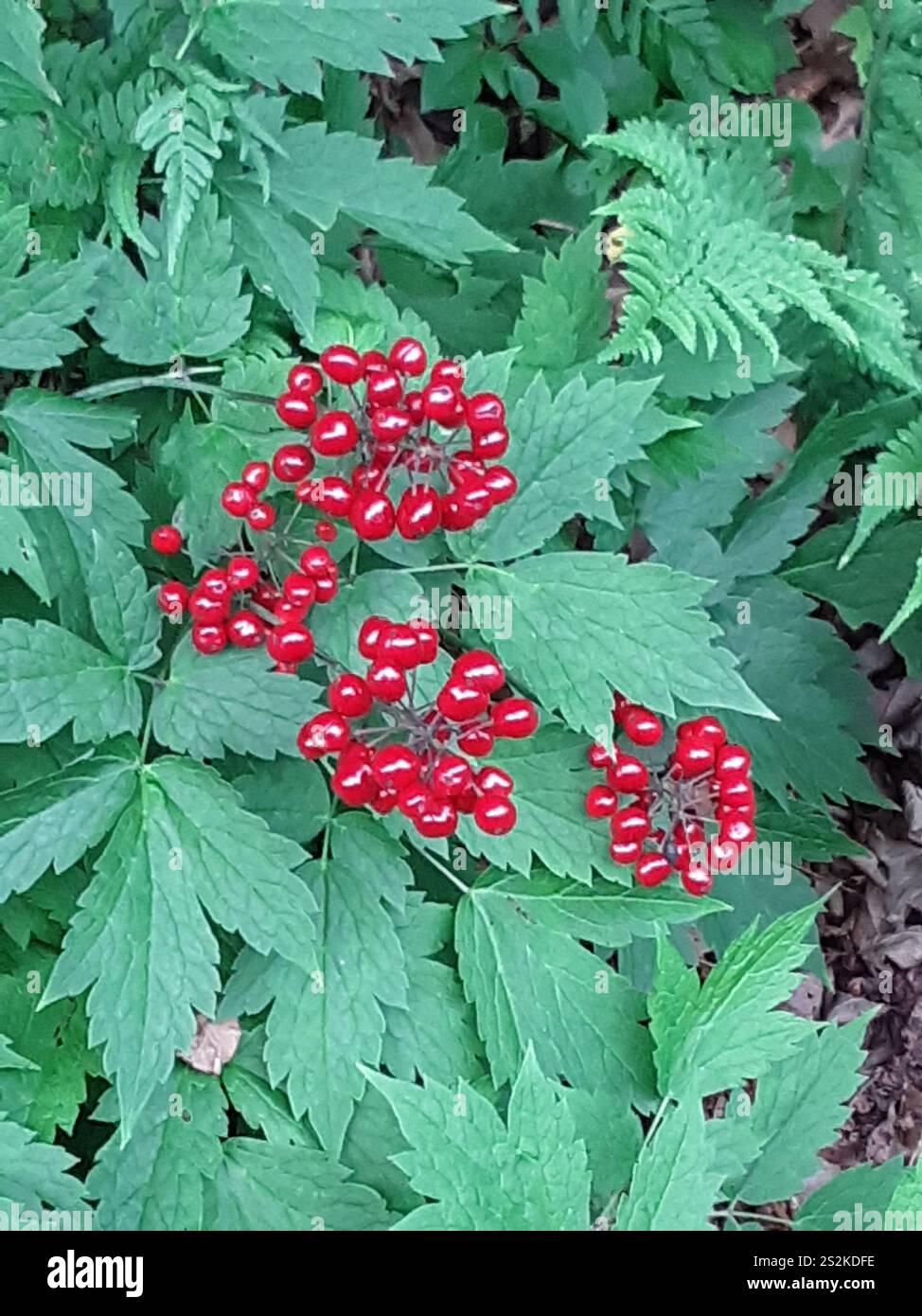 red baneberry (Actaea rubra Stock Photo - Alamy