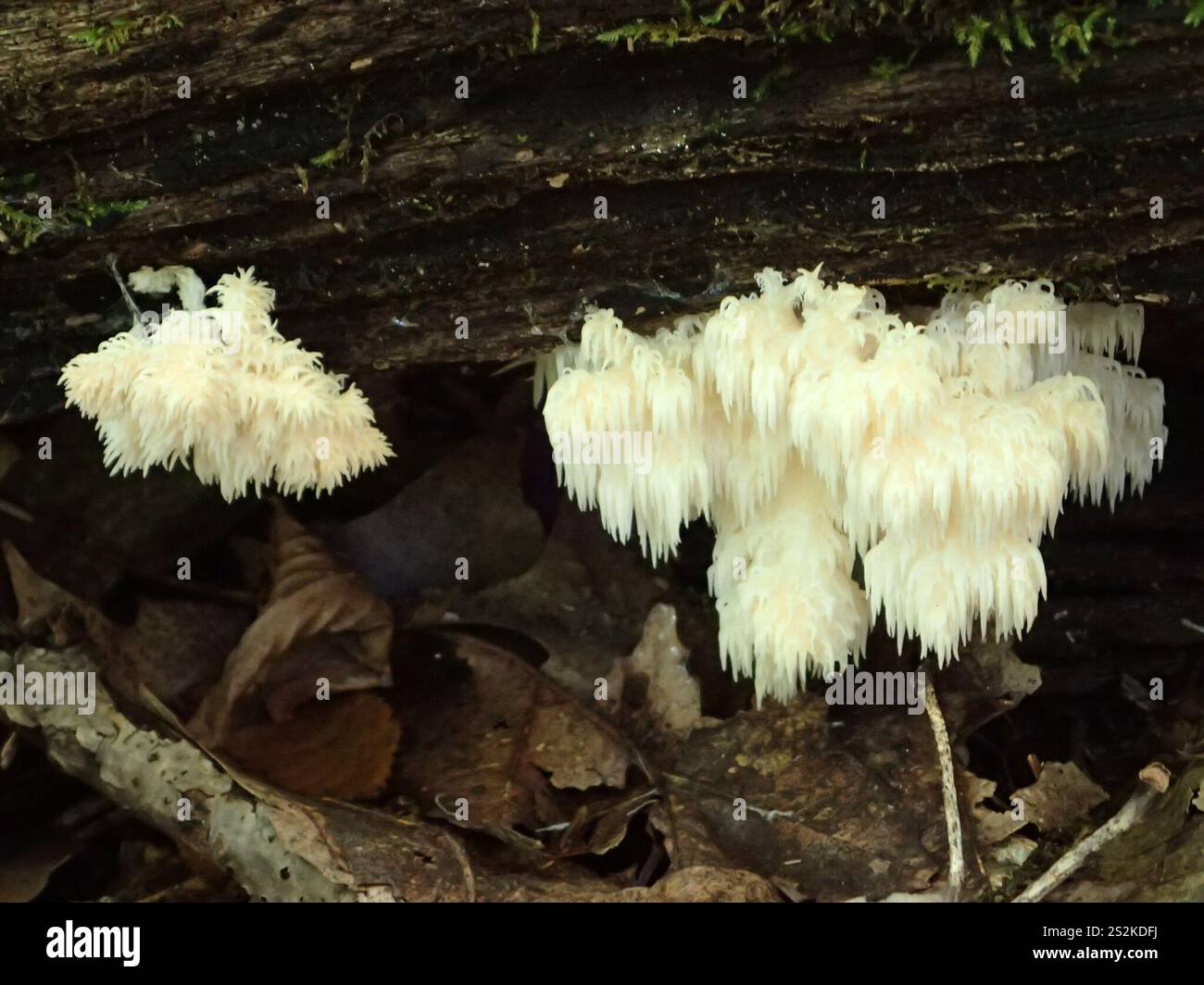 Bear's Head Tooth (Hericium americanum Stock Photo - Alamy