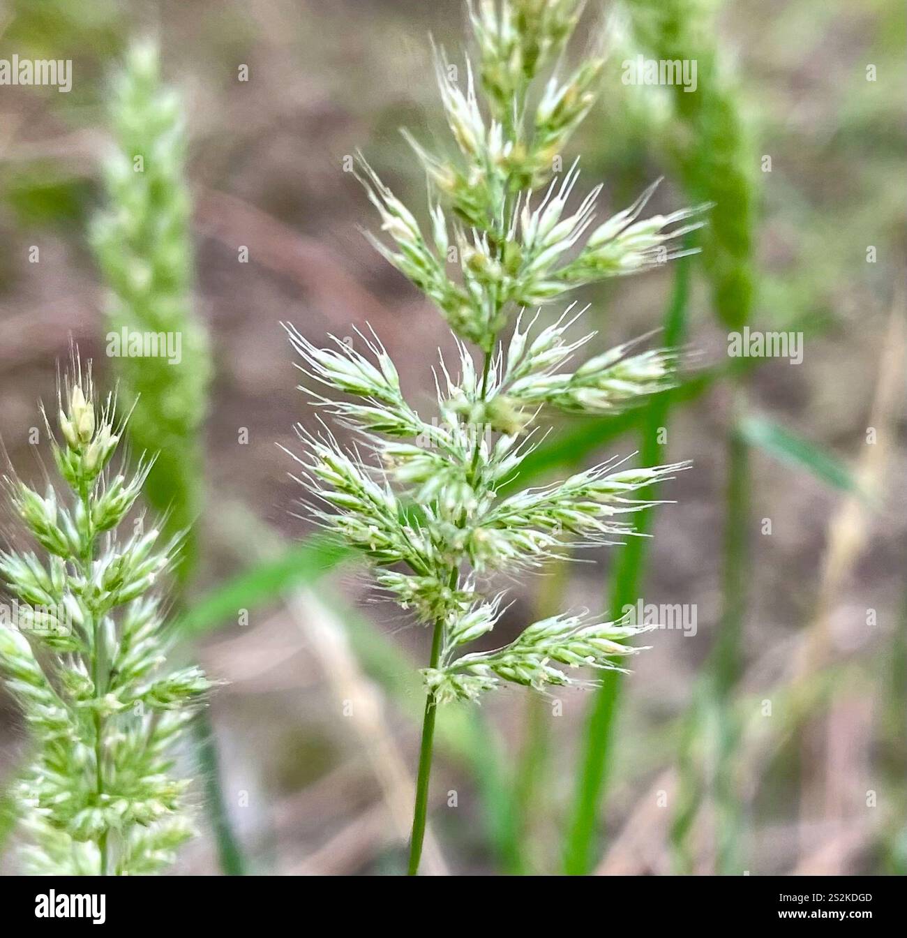 ditch beard grass (Polypogon interruptus Stock Photo - Alamy