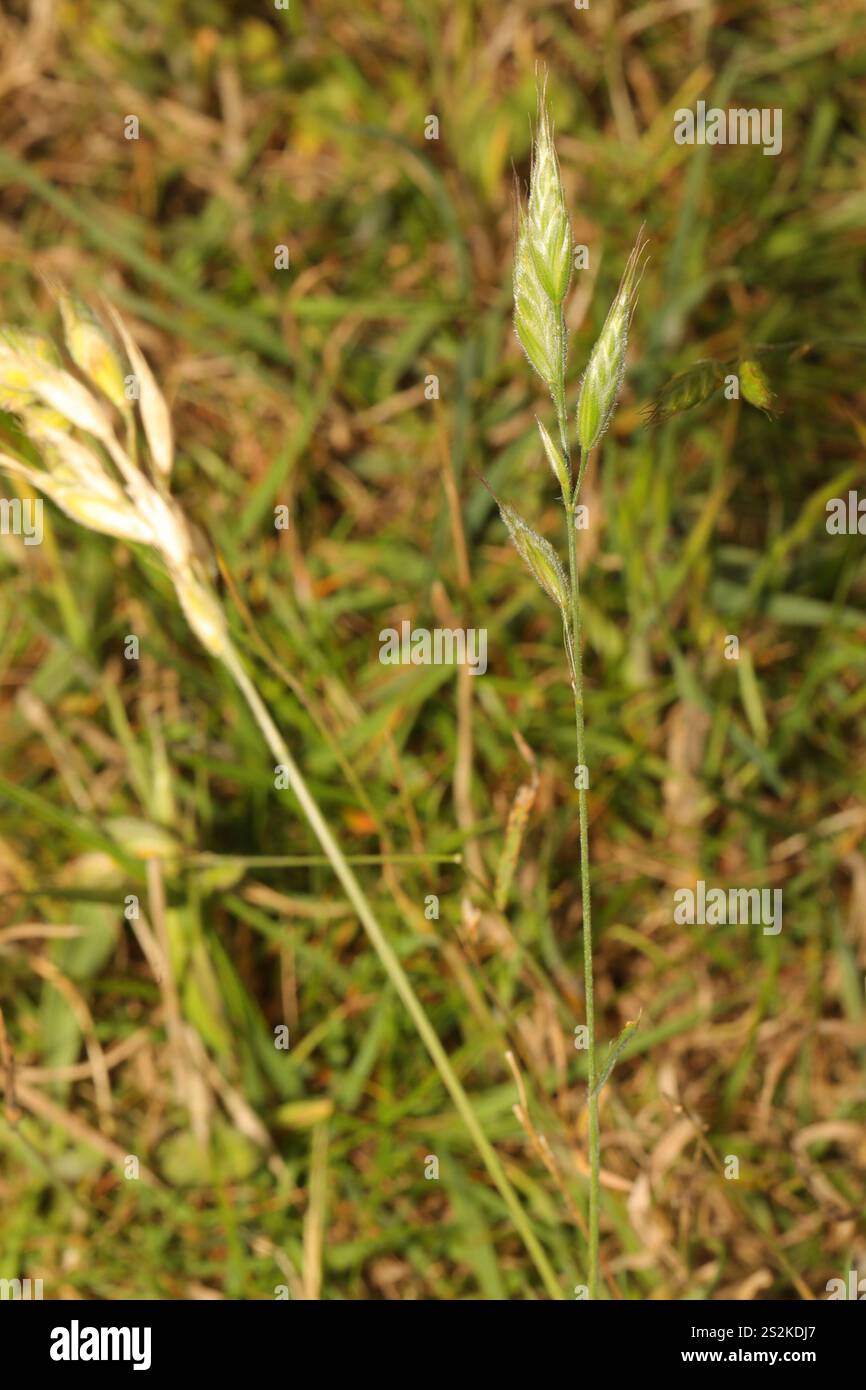 common soft brome (Bromus hordeaceus Stock Photo - Alamy