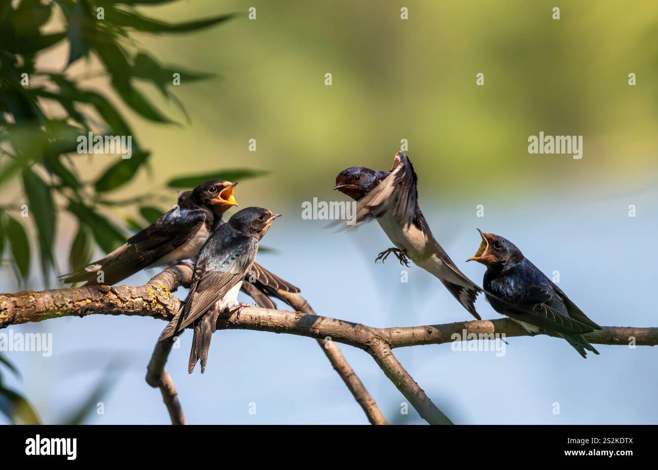 barn swallow brought insects in her beak to her sitting chicks on a ...